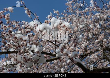 Cherry blossom covered in snow during unseasonal Spring weather in the ...