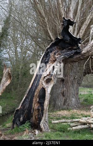 A rotting tree bark decay due to termites texture pattern natural Stock ...