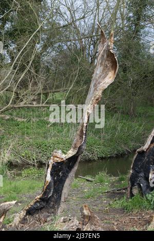 Dead willow tree due to decay Stock Photo - Alamy