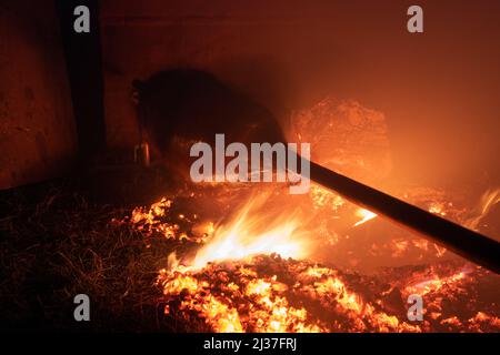 Silhouette of whole pig spinning on a spit above fire ember in heat and ...