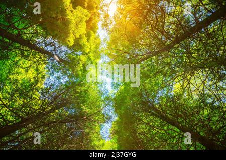Summer Sun Shining Through Canopy Of Tall Trees. Sunlight In Deciduous ...