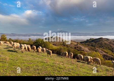 Sheep grazing fields in the Tuscany region of Italy Stock Photo - Alamy
