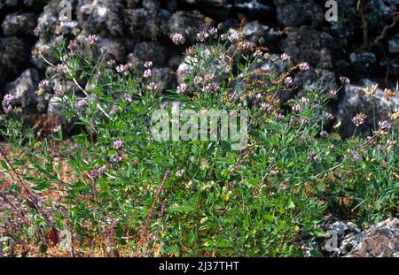 Bituminaria bituminosa close up Stock Photo - Alamy