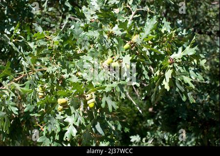 Gambel oak (Quercus gambelii) is a deciduous small tree native to ...