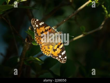 Vanessa cardui, Nymphalidae, Nymphalidae, migradora dels cards, cardera ...