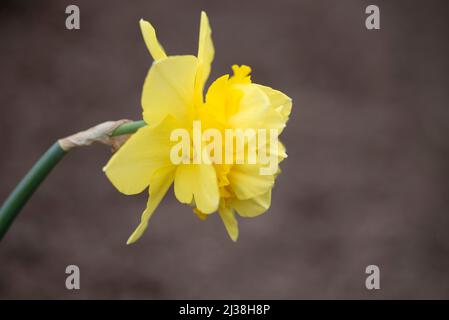 NARCISSUS GOLDEN DUCAT Stock Photo - Alamy