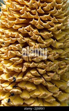 Male cone of sago palm (Cycas revoluta Stock Photo - Alamy