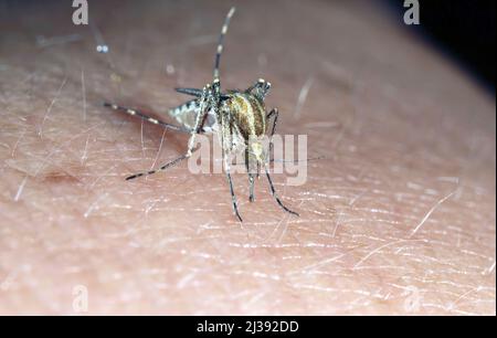 Yellow Fever, Malaria or Zika Virus Infected Mosquito Insect Macro ...