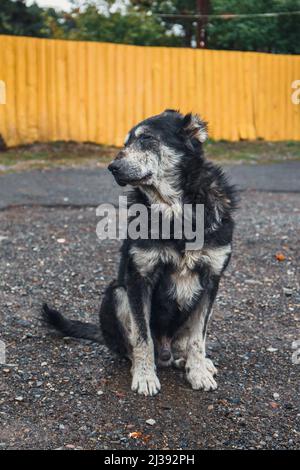 Stray puppy dog in Georgia Stock Photo - Alamy