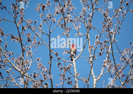 There are many kinds of birds in and around Reno, NV, USA Stock Photo ...