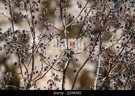 There are many kinds of birds in and around Reno, NV, USA Stock Photo ...