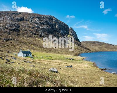 White Scottish Highland croft cottage with blue door and grazing sheep ...