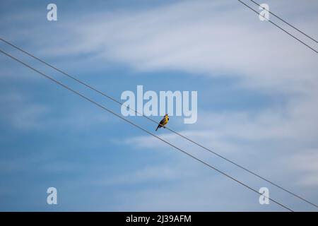 There are many kinds of birds in and around Reno, NV, USA Stock Photo ...