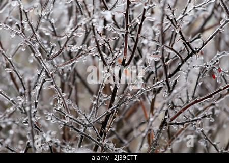 Ice covered bush Long Island New York Stock Photo - Alamy