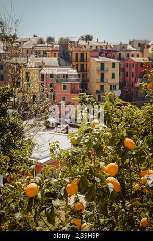 A lemon tree in Cinque Terre with plenty of ripe lemons against a blue ...