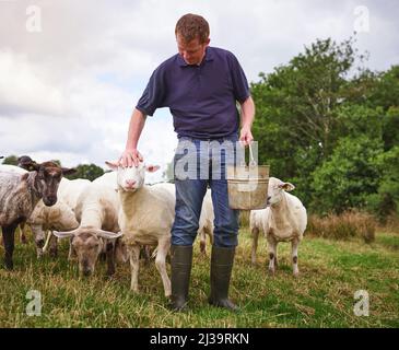 Farm worker caring for sheep Stock Photo - Alamy