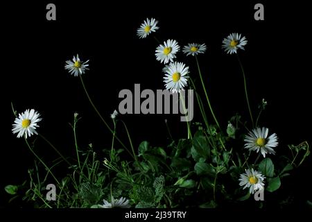 a clod of earth isolated on white background Stock Photo - Alamy
