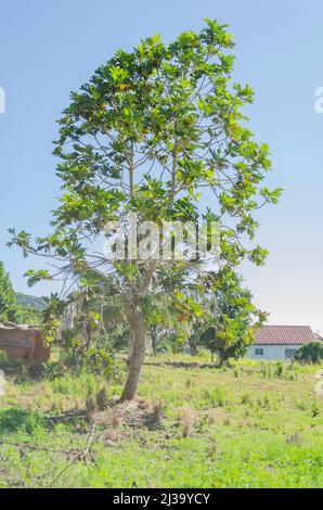 Breadfruit Tree / Breadnut Stock Photo - Alamy