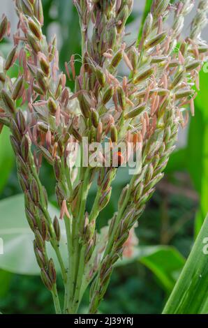 Black and red beetle on spikelet, Israel Stock Photo - Alamy
