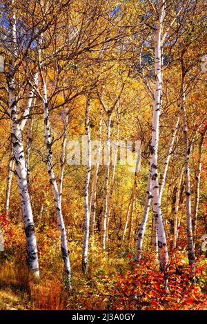 Birch trees in Pinkham Notch of the New Hampshire White Mountains during the autumn months Stock ...