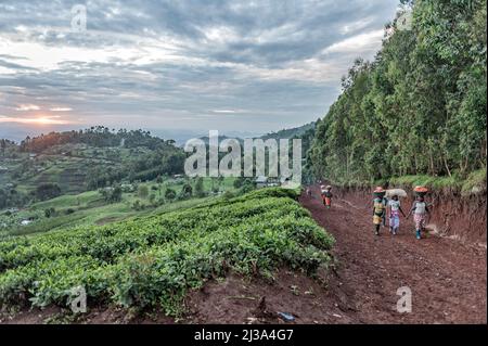 Rwandan Tea Plantations Stock Photo - Alamy
