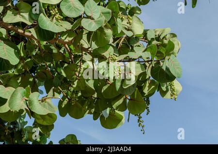 Seagrape Tree With Fruits Stock Photo - Alamy