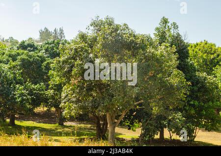 A grove of mango trees Stock Photo - Alamy