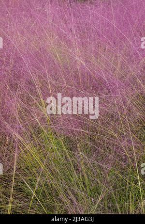 Gulf muhly grass (Muhlenbergia capillaris) grows near the GulfQuest ...