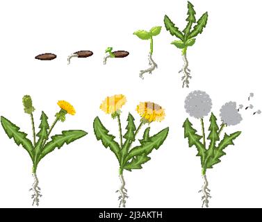 Set of dandelion life cycle illustration Stock Vector Image & Art - Alamy