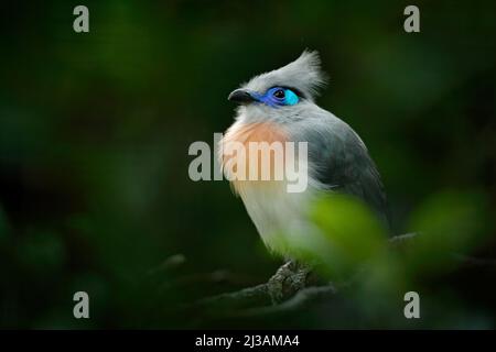 Crested Couna, Coua cristata, rare grey and blue bird with crest, in ...