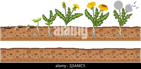 Set of dandelion life cycle illustration Stock Vector Image & Art - Alamy