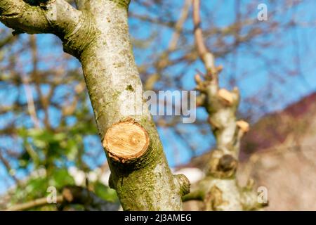 Fresh pruned apple tree branch in early spring. Home gardening concept ...