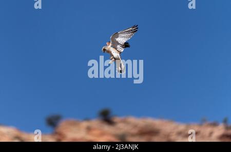 Australian brown falcon in flight Stock Photo - Alamy