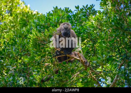 Mexican black guatemalan black howler (Alouatta Pigra), Tropical Jungle ...