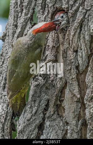 Feeding time for the European green woodpecker female (Picus virdis ...