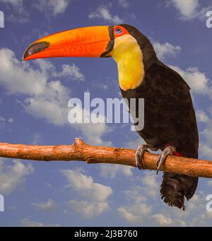 Giant toucan (Ramphastos toco), 2 animals, Pantanal, inland, wetland ...