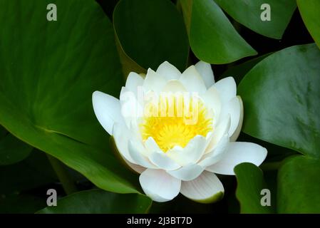 Single White Water Lilly Flower in a Pond at at Holker Hall & Gardens ...