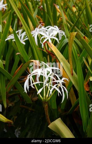 white string lily, Crinum americanum, swamp lily, wildflower, graceful ...