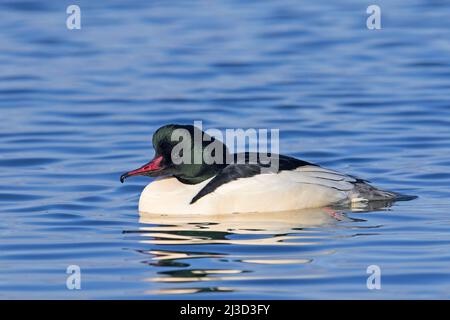 Drake common merganser swimming in a northern Wisconsin wetland Stock ...