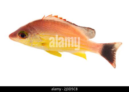 Yellow predatory fish with orange stripes and fins (like cichlid) from ...