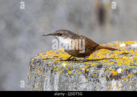 Portrait of a Canyon Wren (Catherpes mexicanus Stock Photo - Alamy
