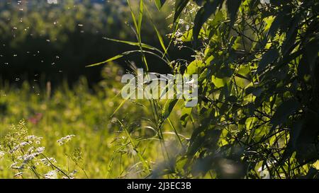Movement of mosquitoes in green summer field. Creative Flying tiny ...