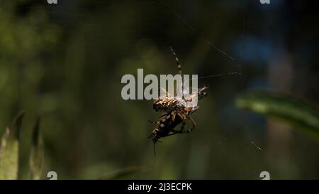 A spider weaves its prey into a cocoon on a blurred green background ...