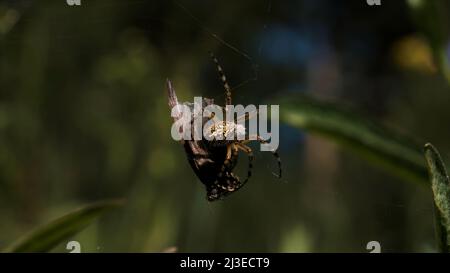 A spider weaves its prey into a cocoon on a blurred green background ...