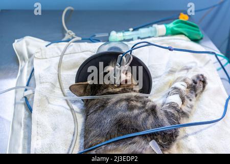 Sedated cat with an oxygen mask on a surgery table Stock Photo - Alamy