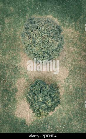 Two trees next to each other. View from above Stock Photo - Alamy