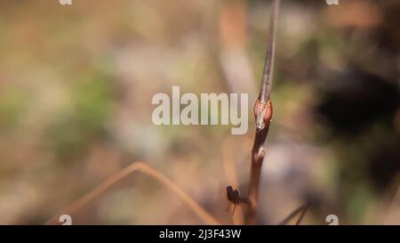 wood-like mantis insect looking ahead schizocephala bicornis mantis ...
