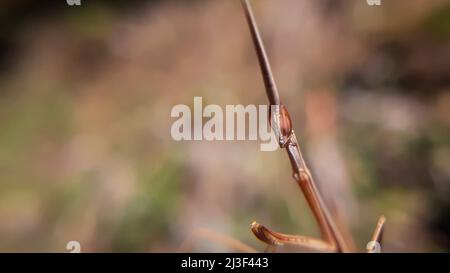 wood-like mantis insect looking ahead schizocephala bicornis mantis ...