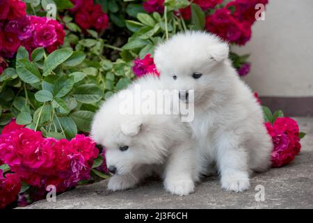 A closeup of a furry white Samoyed dog in a park trail captured from ...
