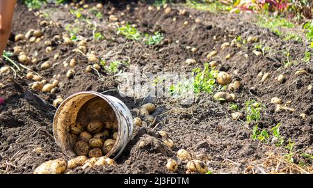 harvesting potatoes. Good potato harvest. selective focus Stock Photo ...